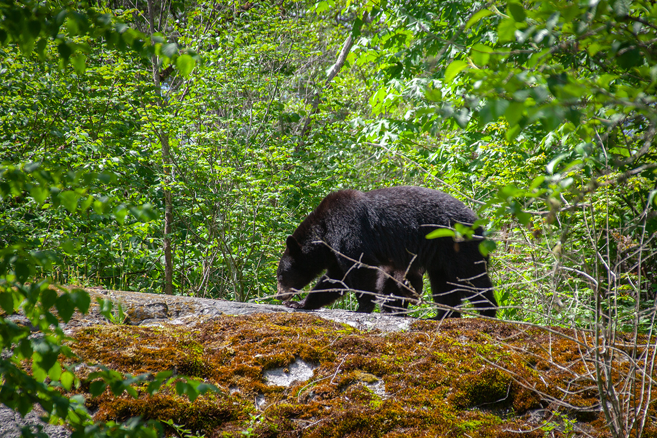 Minnekhada High Knoll Trail, Coquitlam, B.C. – Vibe of Adventure
